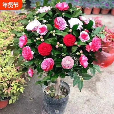 香妃茶花树苗盆栽带花苞五色赤丹植物玫瑰花山茶花苗四季开花客厅