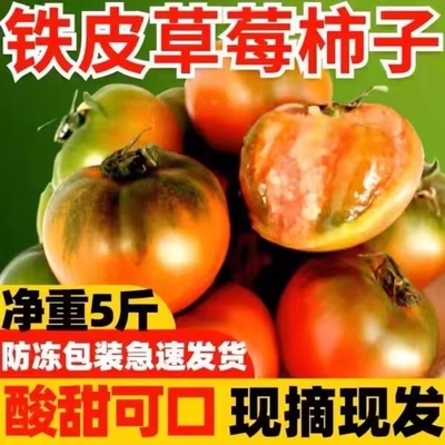 铁皮柿子丹东自然成熟草莓西红柿水果酸甜自家种生吃现摘蔬菜