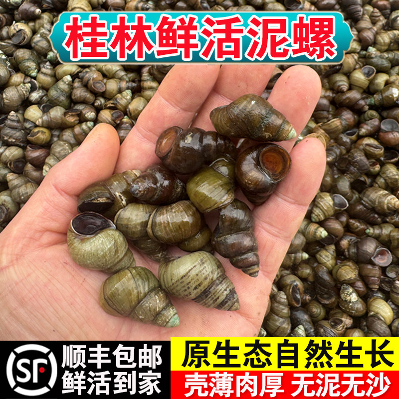 桂林鲜活泥螺广西螺蛳新鲜野生清水石螺小田螺特大号螺丝批发芝麻