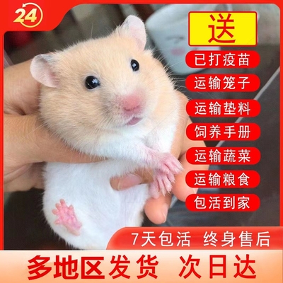 仓鼠活物送笼子已打疫苗金丝熊活体小苍鼠银狐布丁奶茶鼠宠物三线
