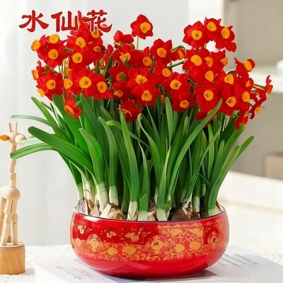 冬季水培水仙花四季开花盆栽耐寒植物室内易养活花卉绿植阳台客厅