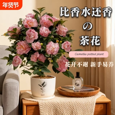 吉祥茶花艳丽芳香室内外盆栽