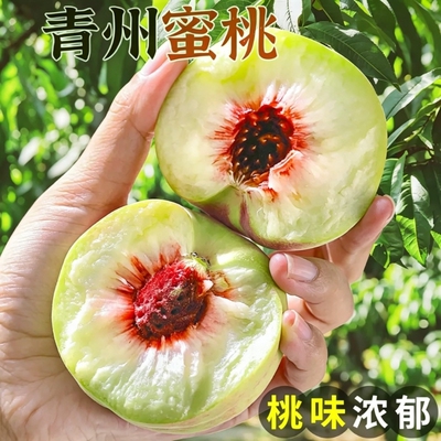 正宗山东青州蜜桃脆甜毛桃当季现摘新鲜水果青皮桃子冬雪桃整箱