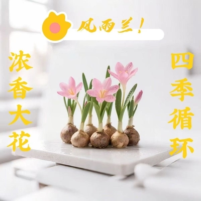 【水培风雨兰】种球四季种植浓香型重瓣多色韭兰葱兰室内阳台绿植