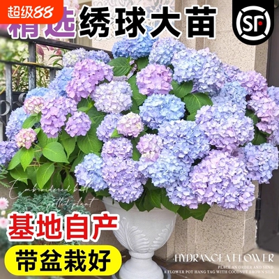 绣球花苗大花植物无尽夏开花好养的花四季不断盆栽花卉植物室内花