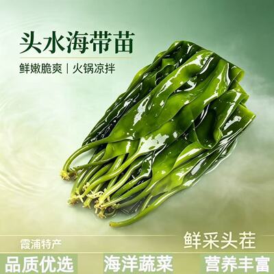 霞浦盐渍海带苗嫩苗新鲜小海带芽幼苗火锅食材好配菜海藻菜同款