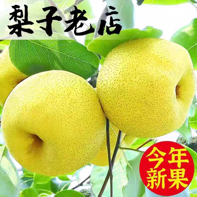 2026年新梨砀山酥梨黄皮梨子新鲜