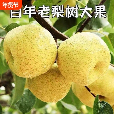 安徽砀山正宗酥梨山梨新鲜水果冰糖雪梨汁烤梨用爆汁鸭梨百年梨树