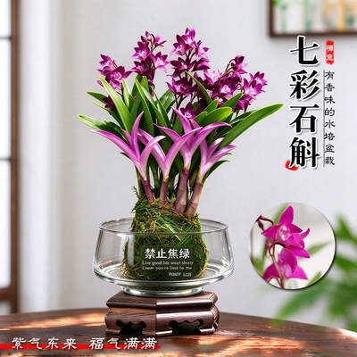 水培苔藓球七彩香水石斛兰花苗冬带花苞盆栽室内懒人好养花卉绿植