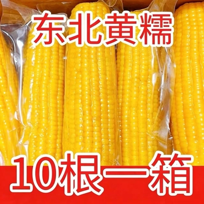 头茬东北黄糯玉米香甜黏糯新鲜非转基因孕妇学生早餐农家苞谷