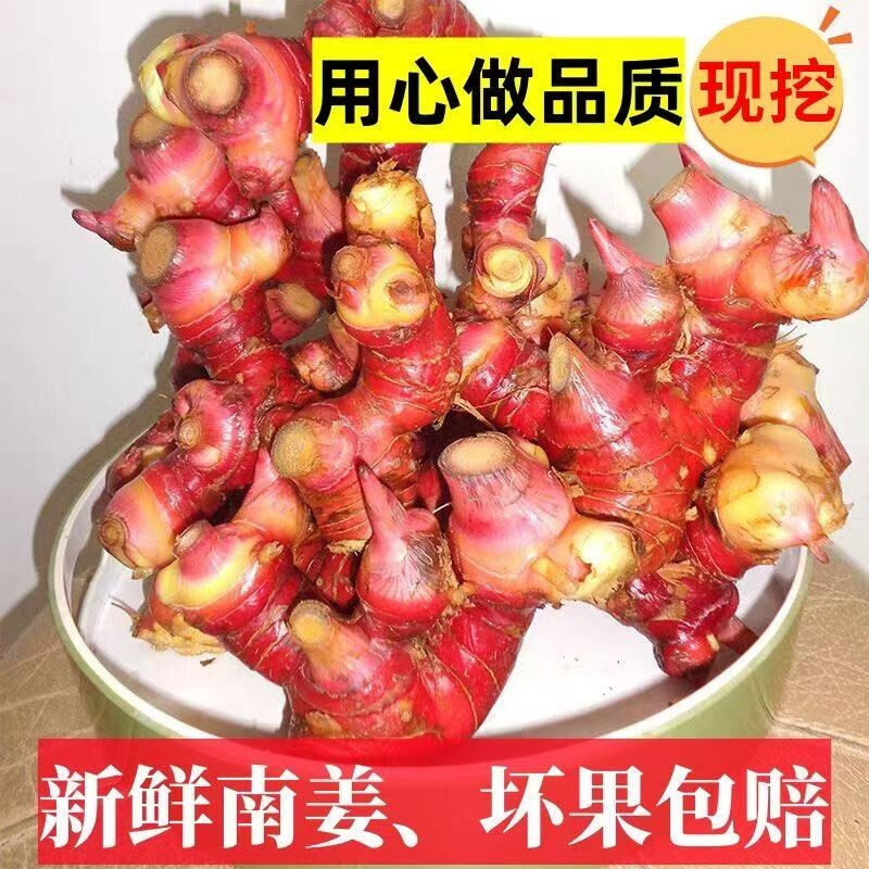 正宗南姜新鲜精选野生包邮牛羊肉山姜火锅配料卤味调味品生姜食用