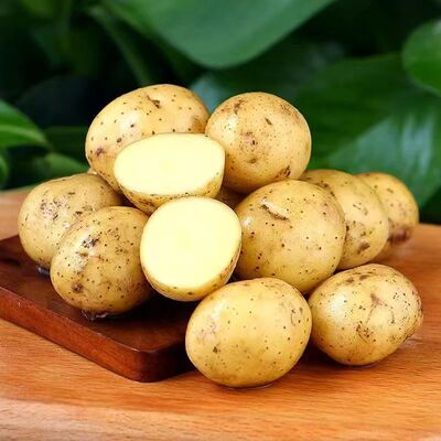 正宗湖北恩施小土豆现挖新鲜黄心土豆当季蔬菜马铃薯洋芋宝宝辅食