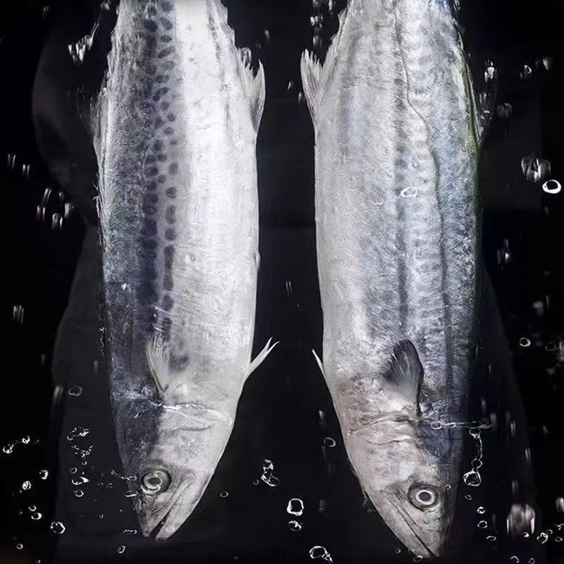 大鲅鱼鲐鲅鱼马鲛鱼大整条冷冻青花鱼马友鱼海鲜水产野生深海一斤