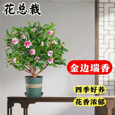 金边瑞香30天养死包赔耐寒易养活