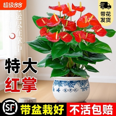大盆特级红掌栽花卉植物室