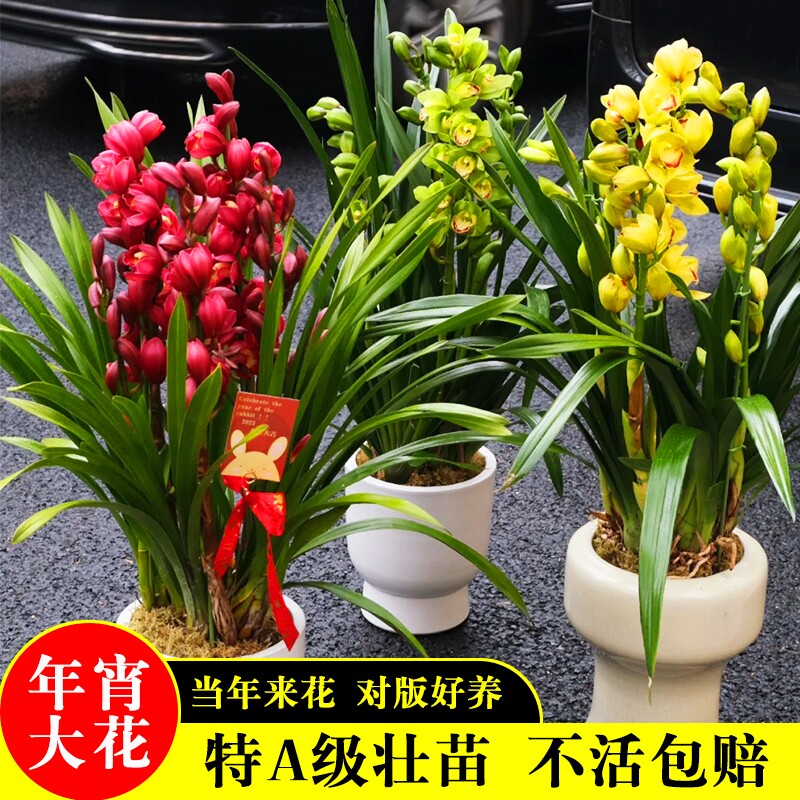 名贵大花蕙兰花苗高档墨兰室内客厅好养浓香盆栽花卉绿植带花香水
