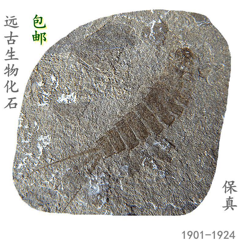 纯天然昆虫化石摆放动物石材怀旧蜉蝣叶肢介甲壳虫古生物标本科普