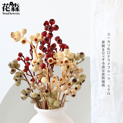 永生花材diy大地进口尤加利圆口干果僵尸果40220配材配花装饰手工