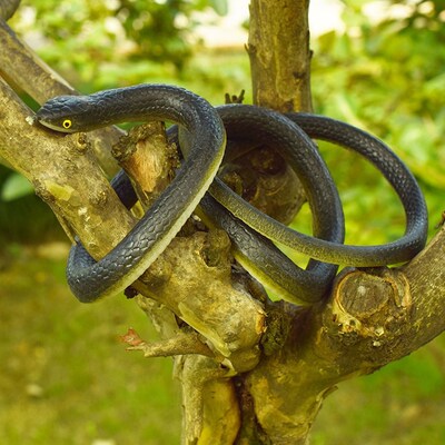 80cm Toy Snake Simulation Animal Model Non-toxic and Odorles