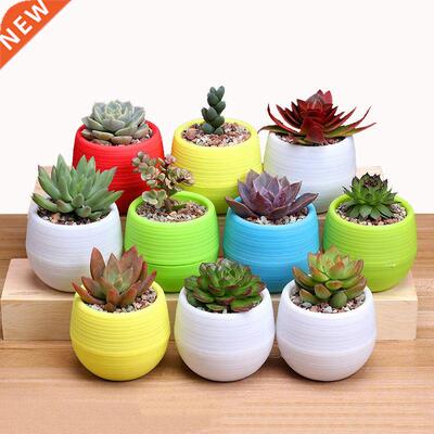 7x7cm Plant Vases Plastic Flower Pot Colorful Succulent Plan