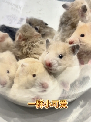 直播间专属捡漏金丝熊