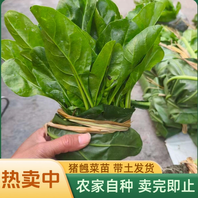 广西四季牛皮菜甜菜厚合菜莙荙菜猪乸菜牛皮厚皮菜秧苗现拔带泥发