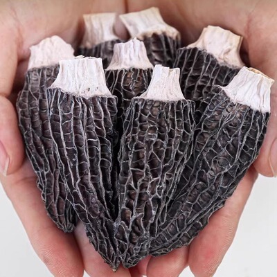 【助农专属】六妹羊肚菌4-7厘米2026年头茬新货煲汤营养特产