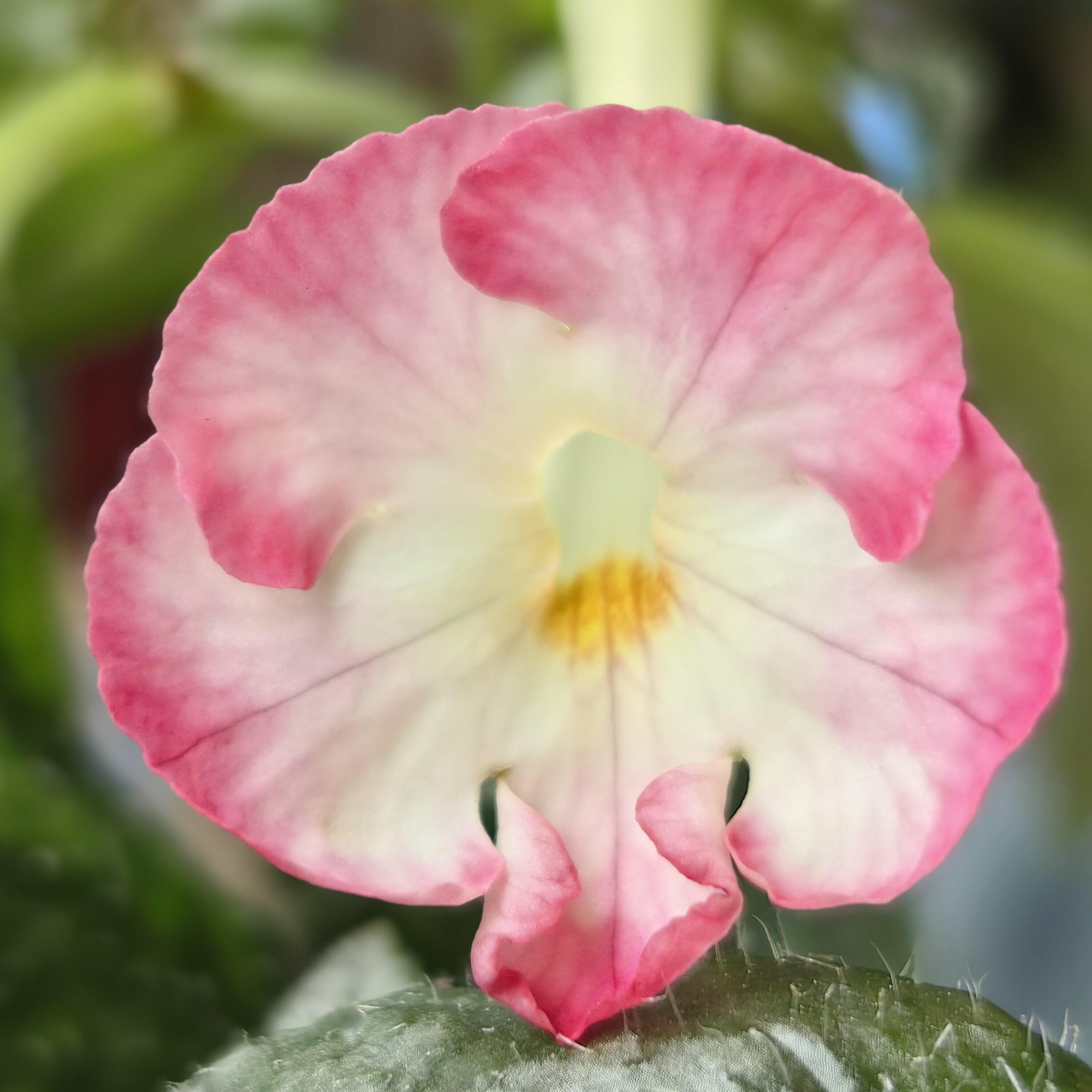 耐热耐阴长筒花 月亮光泽 Anya's moongloss 爱爆花盆栽苦苣苔科