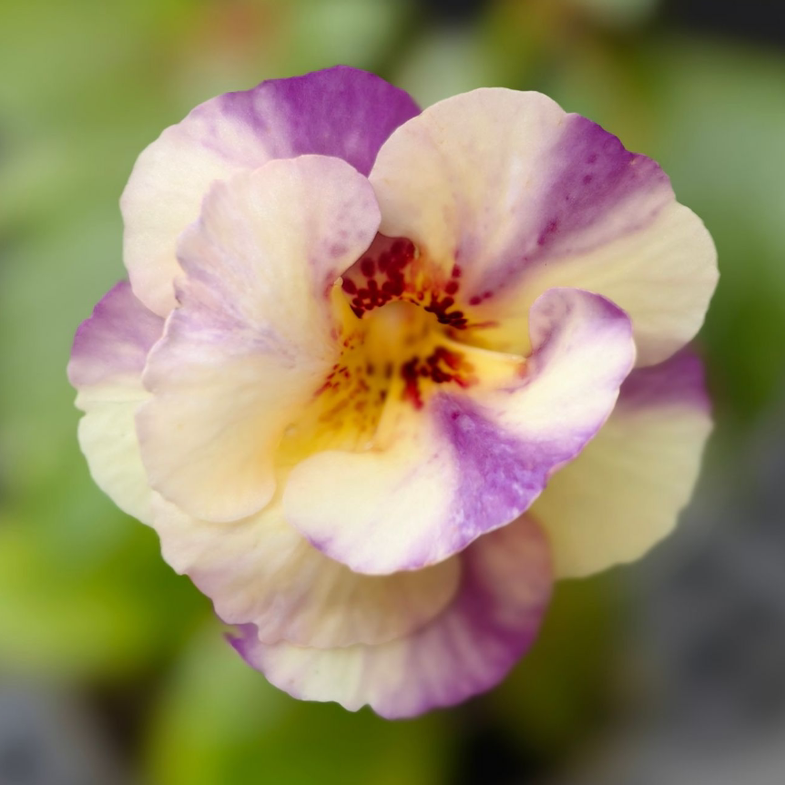 耐热耐阴长筒花 Achimenes shy sun 爱爆花宜盆栽苦苣苔科38包邮