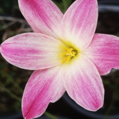 耐热风雨兰桃子冰沙Z.Z.Peach melba 宜盆栽阳台庭院花卉好养植物