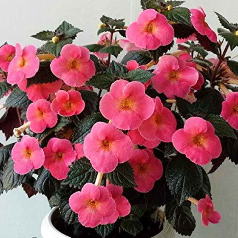 耐热耐阴长筒花 george houche 大花爱爆花盆栽阳台窗台苦苣苔科