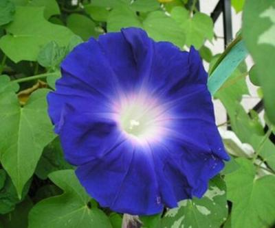 耐热耐热爬藤盆栽牵牛花