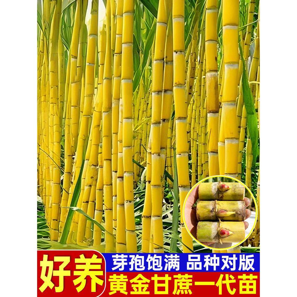 黄金黑皮甘蔗种苗黄皮甜甘蔗种苗批发规模种植水果种苗甘蔗种种子