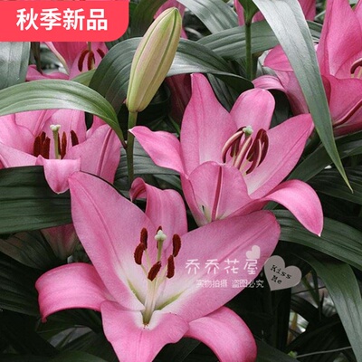 荷兰香水百合花荷兰进口百合种球