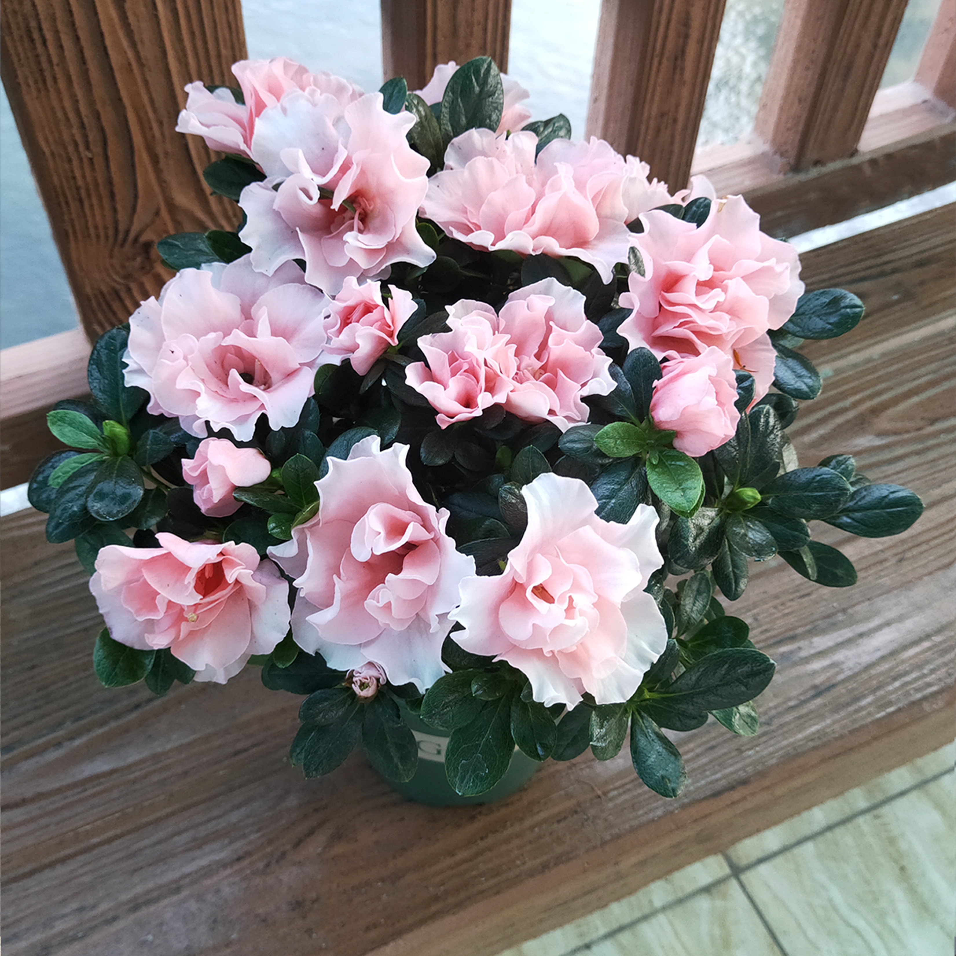 杜鹃盆栽带花苞庭院植物室内花卉四季开花办公室绿植映山红盆