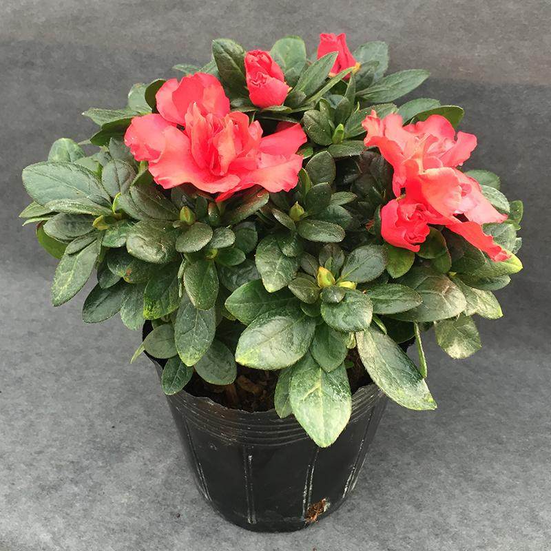 杜鹃花盆栽植物室内带花好养的花常年四季开花不断花卉观花植物
