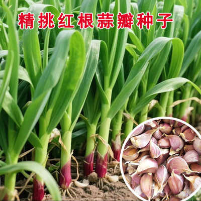 红根苗蒜二水早红根香硬叶