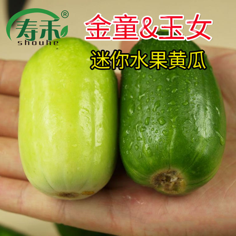 qq黄瓜种子金童玉女水果苗孑迷你四季阳台种菜小瓜种蔬菜种籽夏季