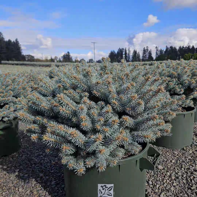 蓝粉云杉 灰蓝球 进口新品多年生耐热耐寒花园庭院植物可盆栽好养