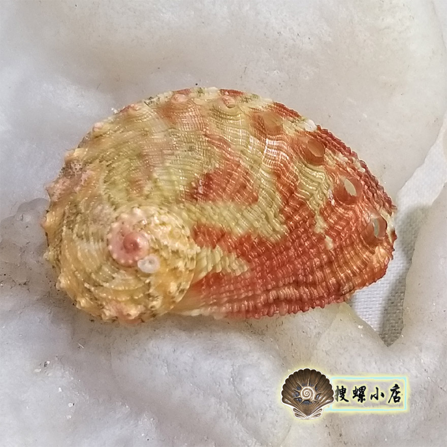 2.75厘米格鲍
