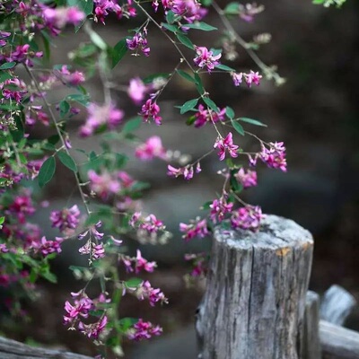 过山龙丛生耐寒绿植花苗室外绿植