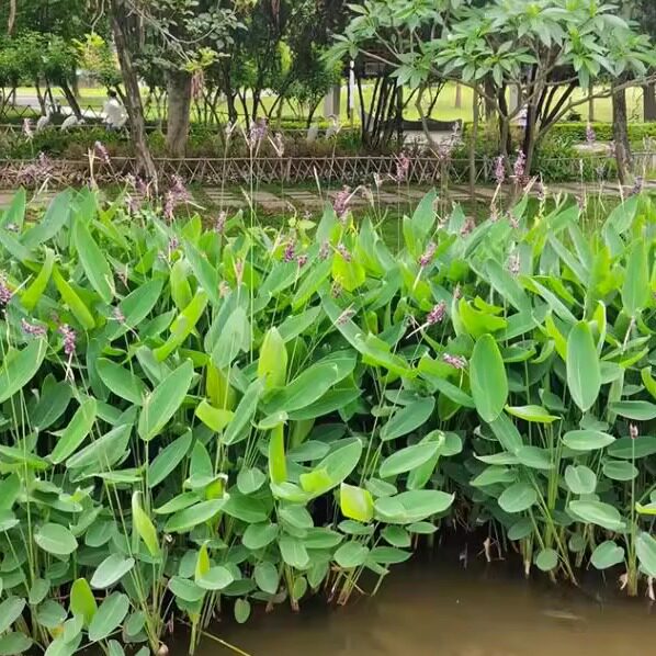 水生植物室外再力花造景挺水植物竹芋绿化湿地花苗池塘公园
