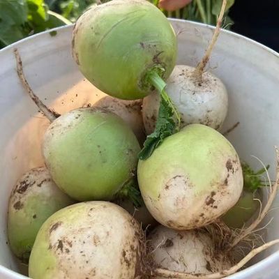 湖北麻城露天自然生长青萝卜