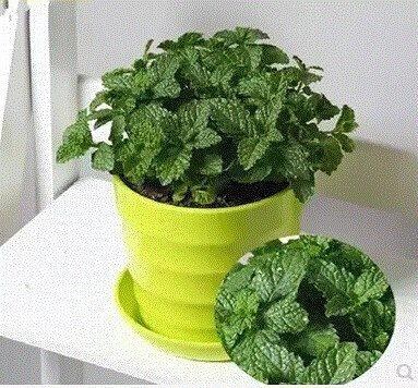 New herb mint plants potted edible mint grass drug repellen