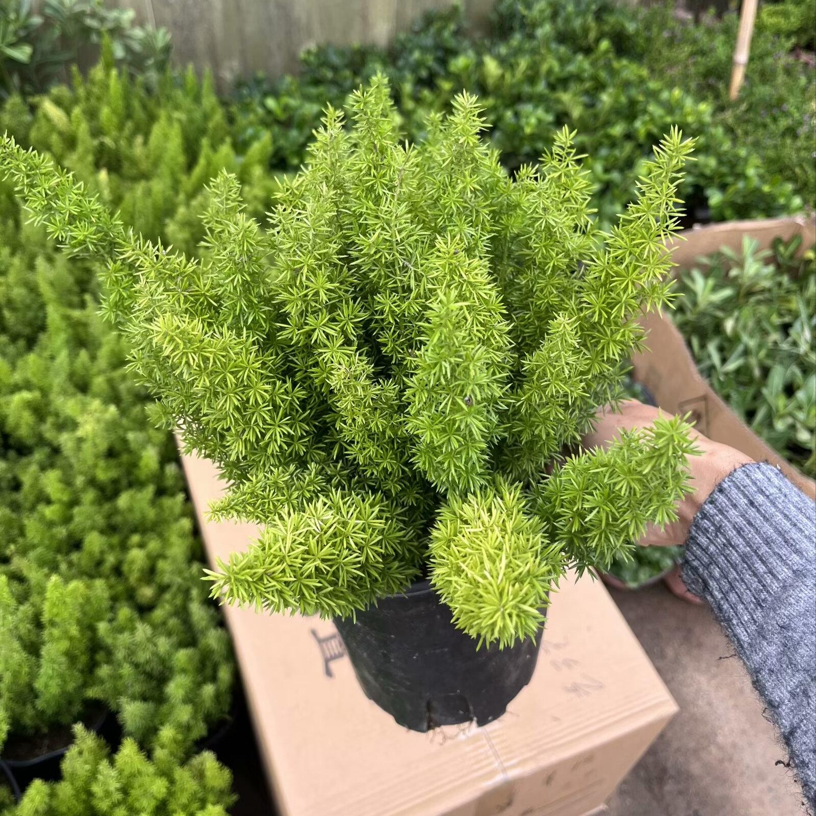 狐尾天门冬盆栽植物阳台绿植庭院四季常青观叶植物耐寒室内好养活