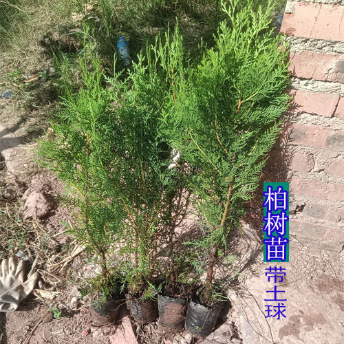 柏树苗 带土发货 公墓 老桩 盆景 盆栽 绿化 扁柏树苗  营养杯苗