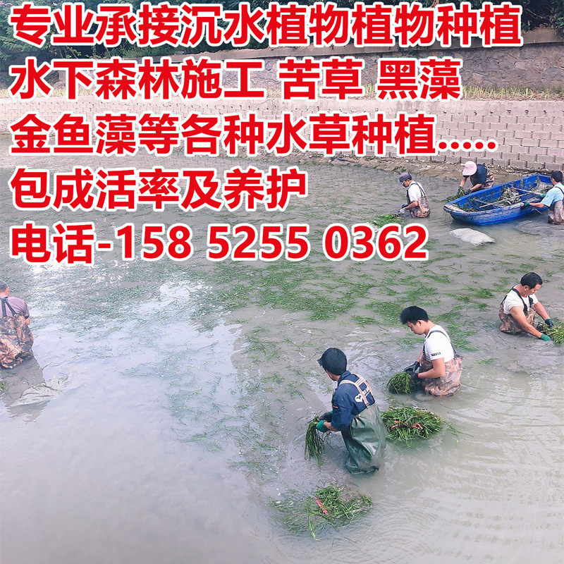 苦草水草种植黑藻金鱼藻穗花狐尾藻马来眼子菜水下森林净化水质