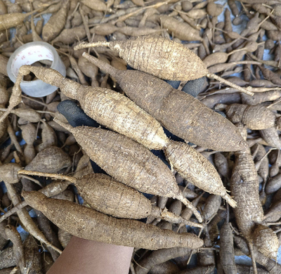 正宗广西土货新鲜牛大力野生小叶甘草牛清香甘甜煲汤泡酒