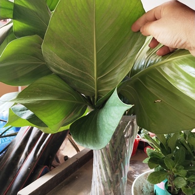 大叶绿萝水培观叶四季常绿植物ins风客厅阳台花卉观赏绿萝柱