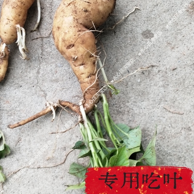 福薯18号菜用型水培红薯苗地瓜叶盆栽阳台庭院绿植客厅专吃叶子